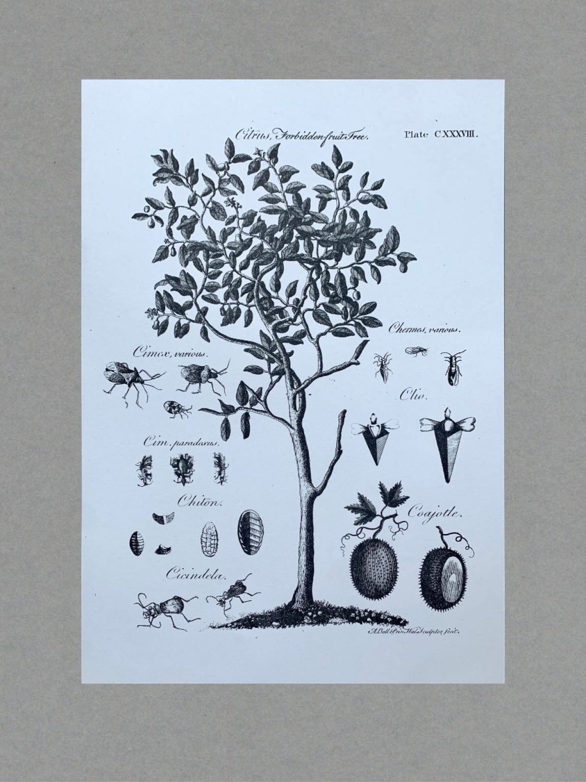 Forbidden Fruit Tree - A3 Risograph Print - The Passenger Press