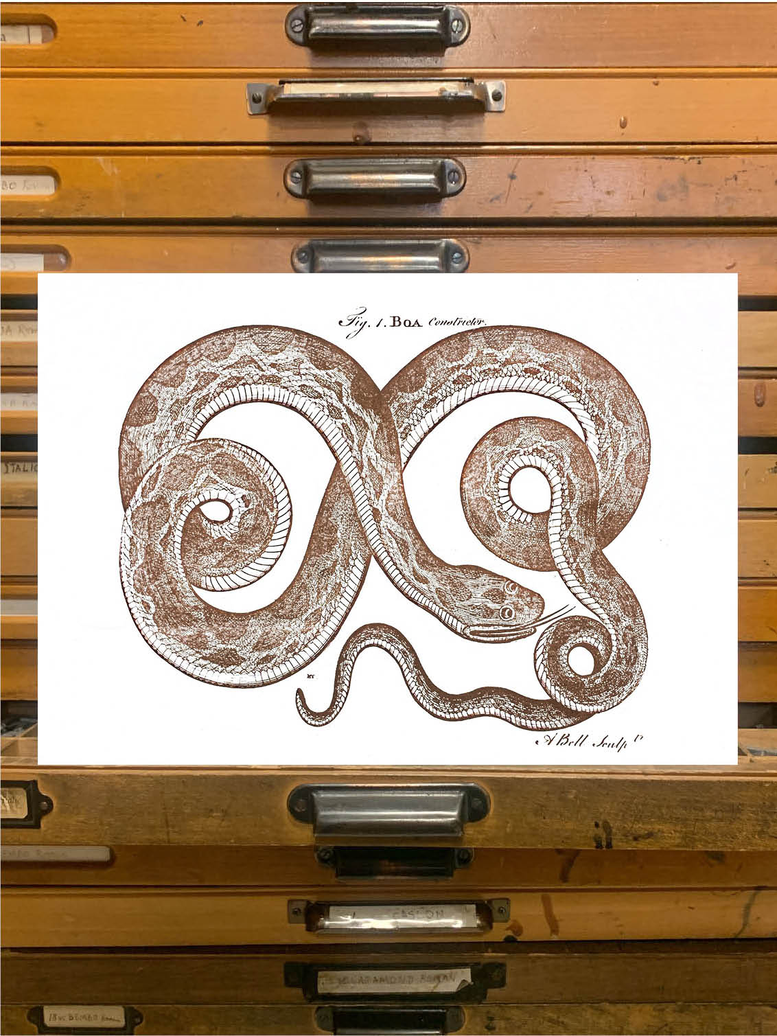 Snake - A3 Risograph Print - The Passenger Press