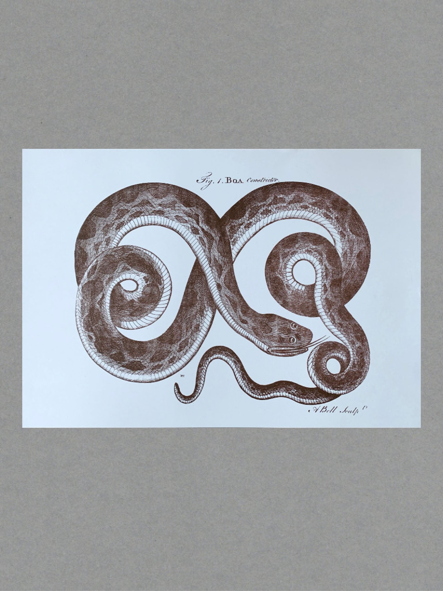 Snake - A3 Risograph Print - The Passenger Press